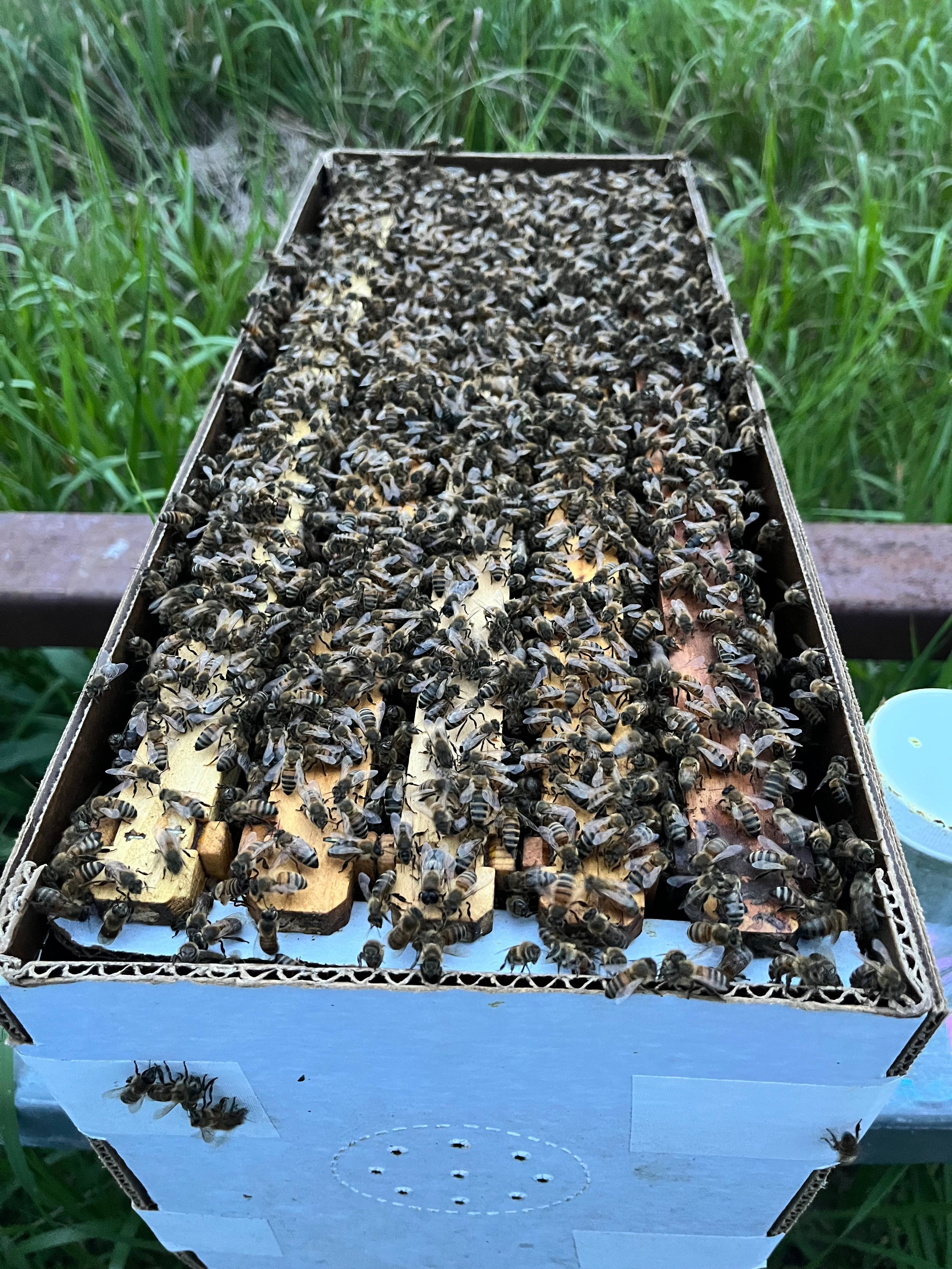 NUC Spring 2024, PICKUP ONLY | 3S2B Honey Bee Farm LLC